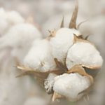 Cotton 101: Cotton Facts -- The Crop & Products