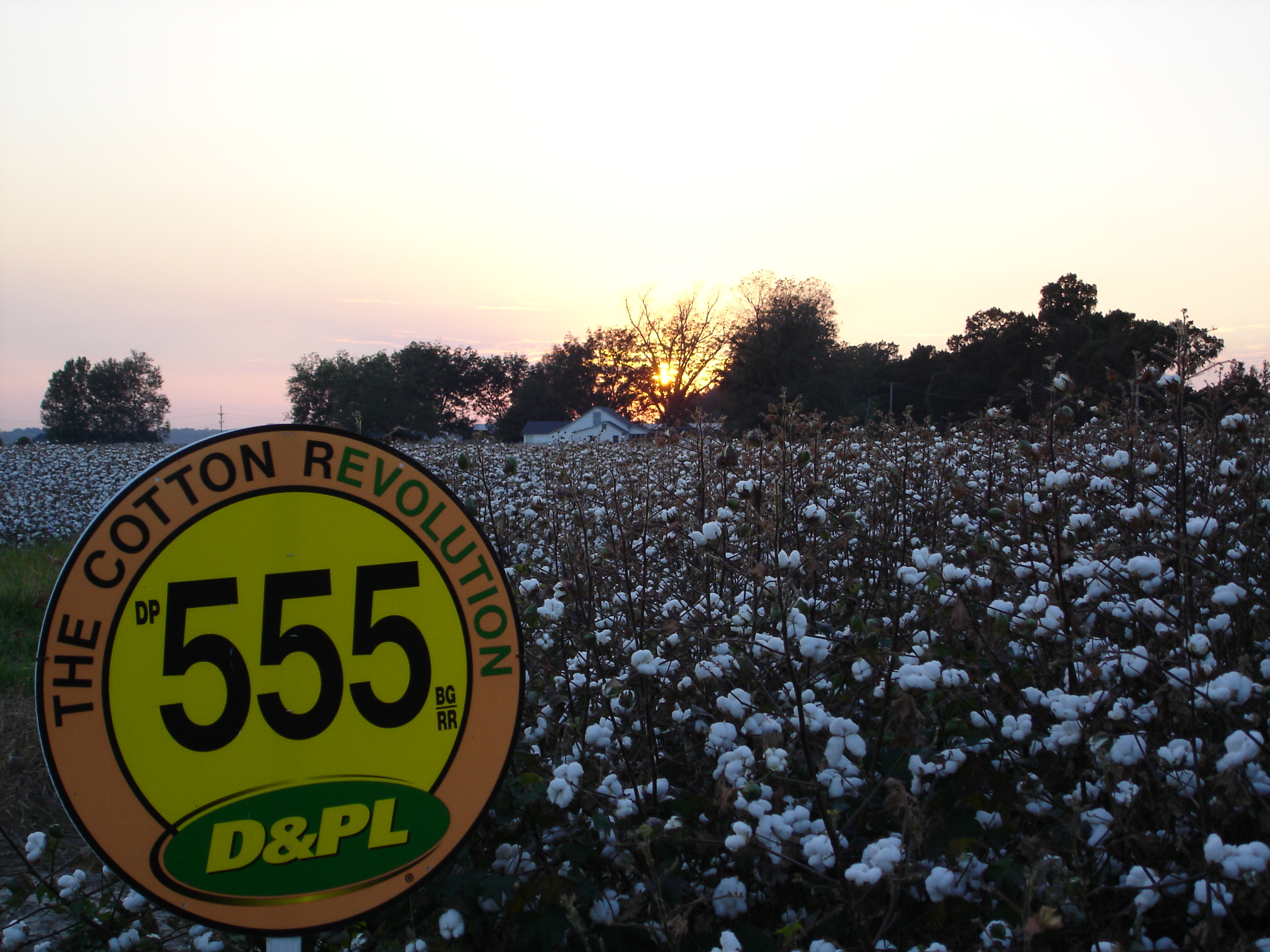 Why Would a Farmer Put a Sign on a Cotton, Corn or Soybean Field ...