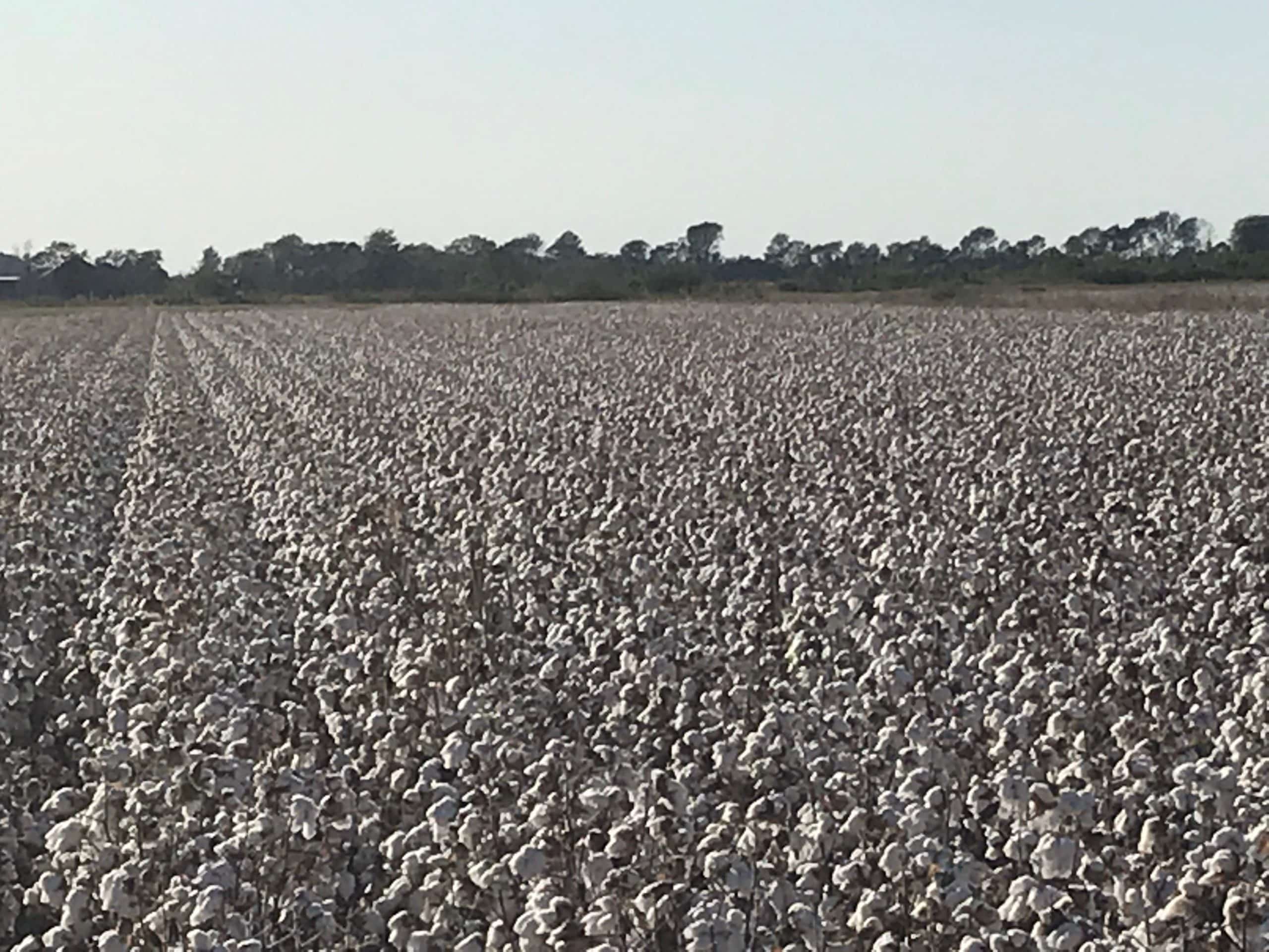 Dreaming of a Cotton Trip with Garrison Keillor & His Wife - Hundred ...